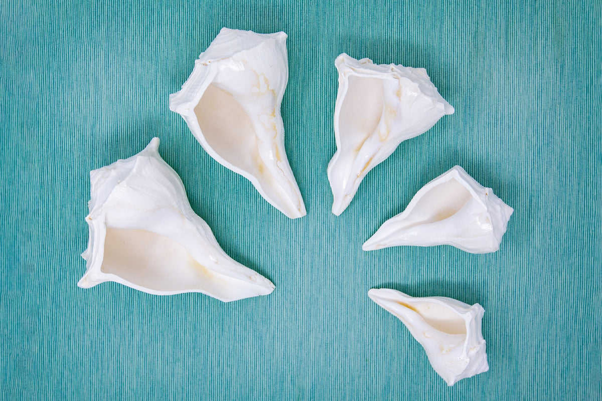 Abhishekam Conch / Shankha, Right hand, small - medium sizes